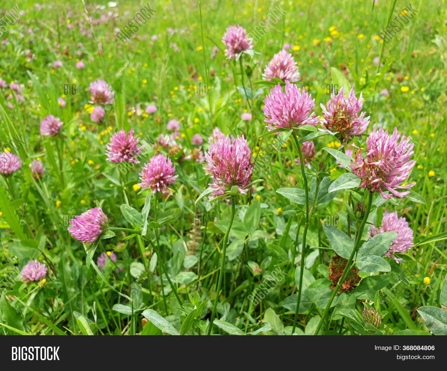 Red Flower Clovers On Image & Photo (Free Trial) | Bigstock