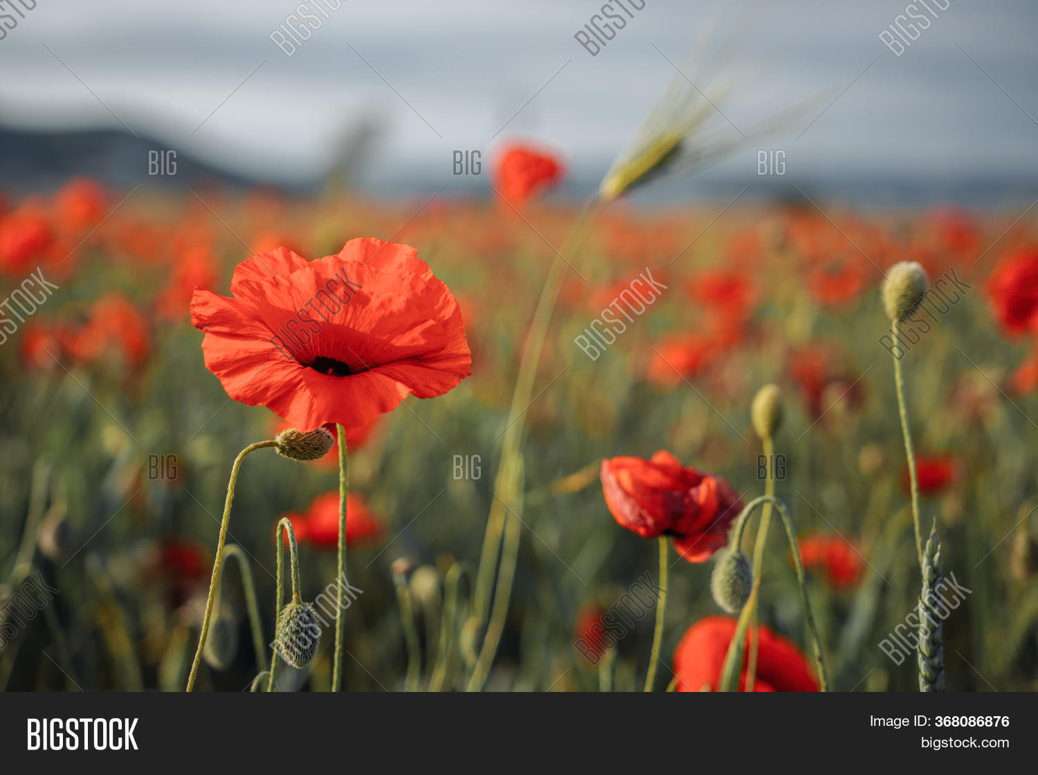 Field Green Grass Red Image & Photo (Free Trial) | Bigstock