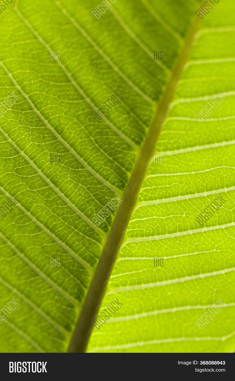 Macro Green Leaf Image & Photo (Free Trial) | Bigstock