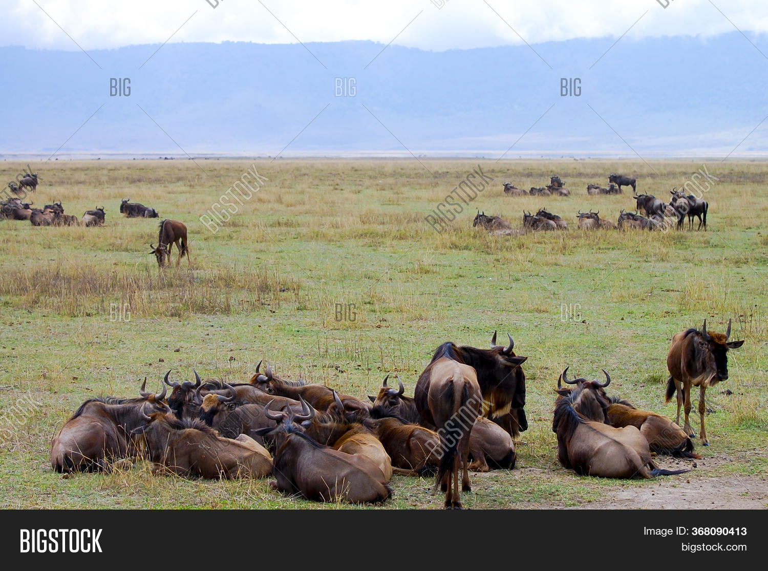 Family Wildebeest Image & Photo (Free Trial) | Bigstock