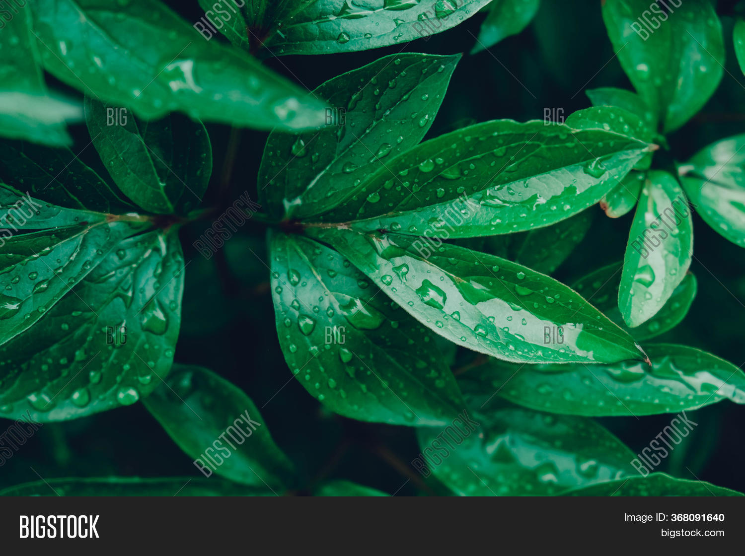 Green Leaves Water Image & Photo (Free Trial) | Bigstock