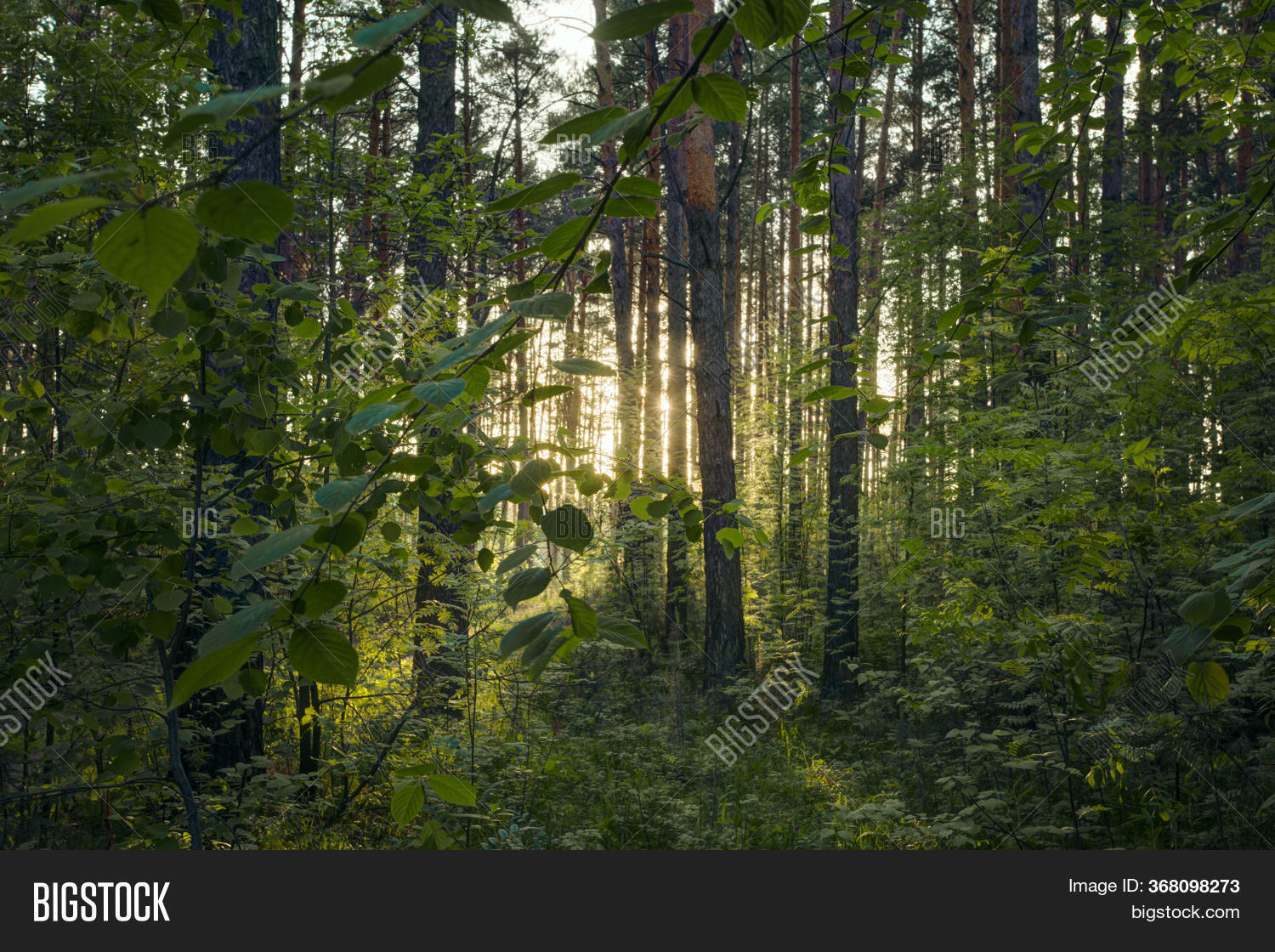 Bright Sunset Woods Image & Photo (Free Trial) | Bigstock