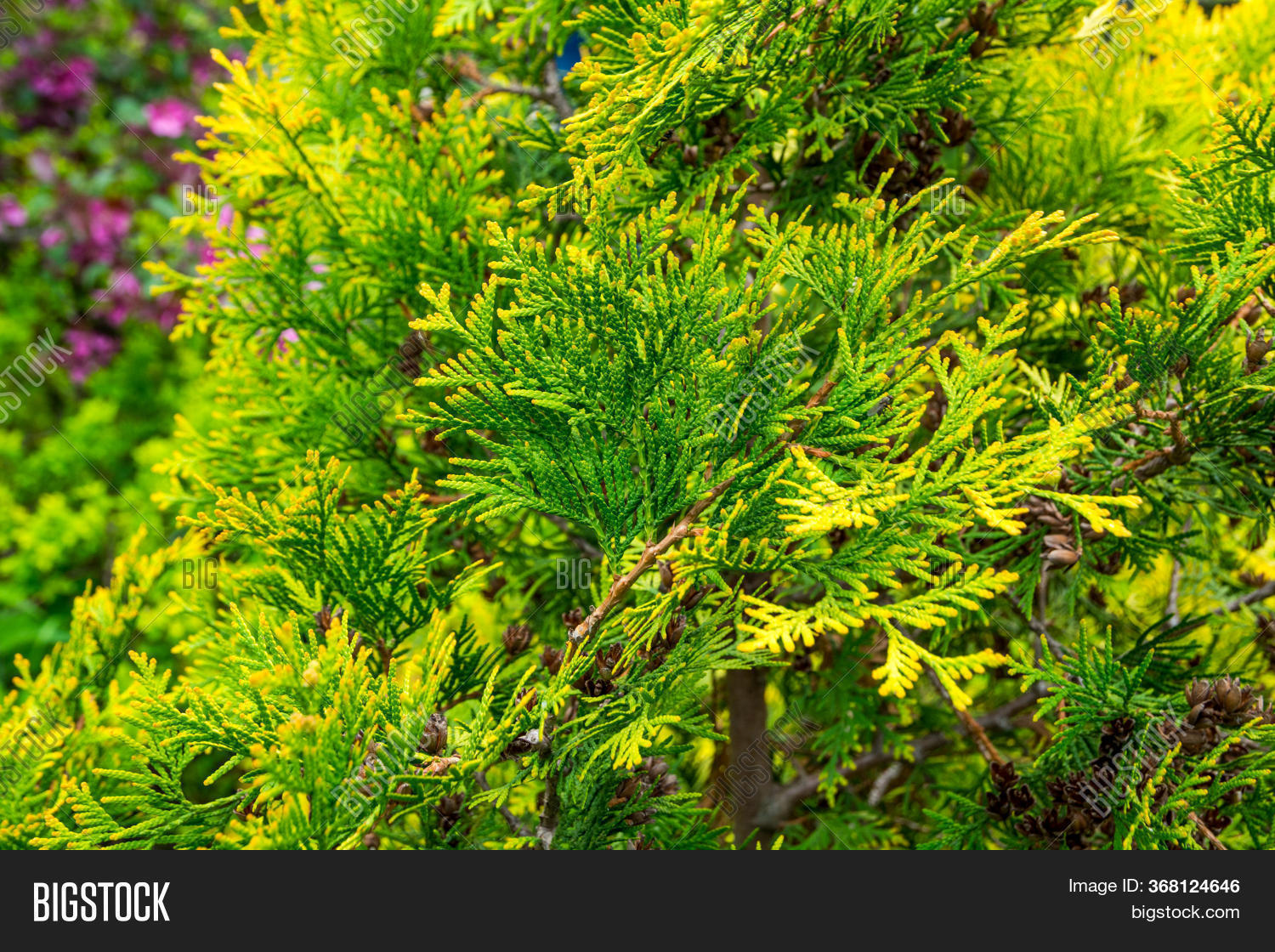 Closeup Beautiful Image & Photo (Free Trial) | Bigstock