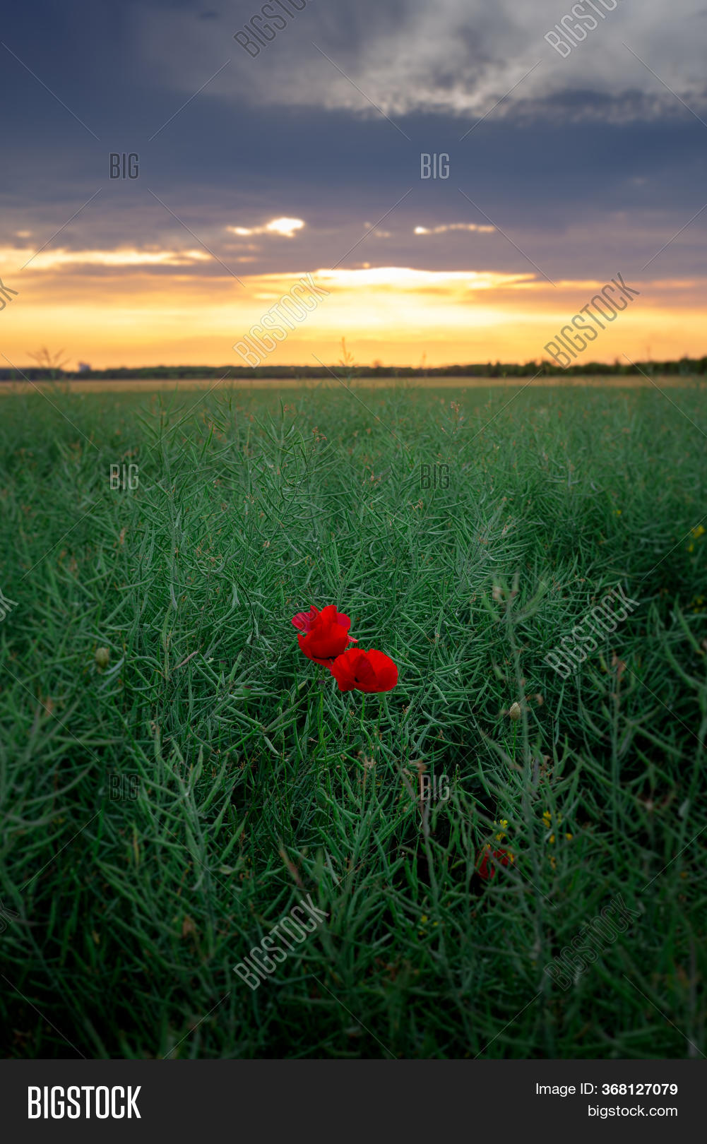 Poppy Flowers Image & Photo (Free Trial) | Bigstock