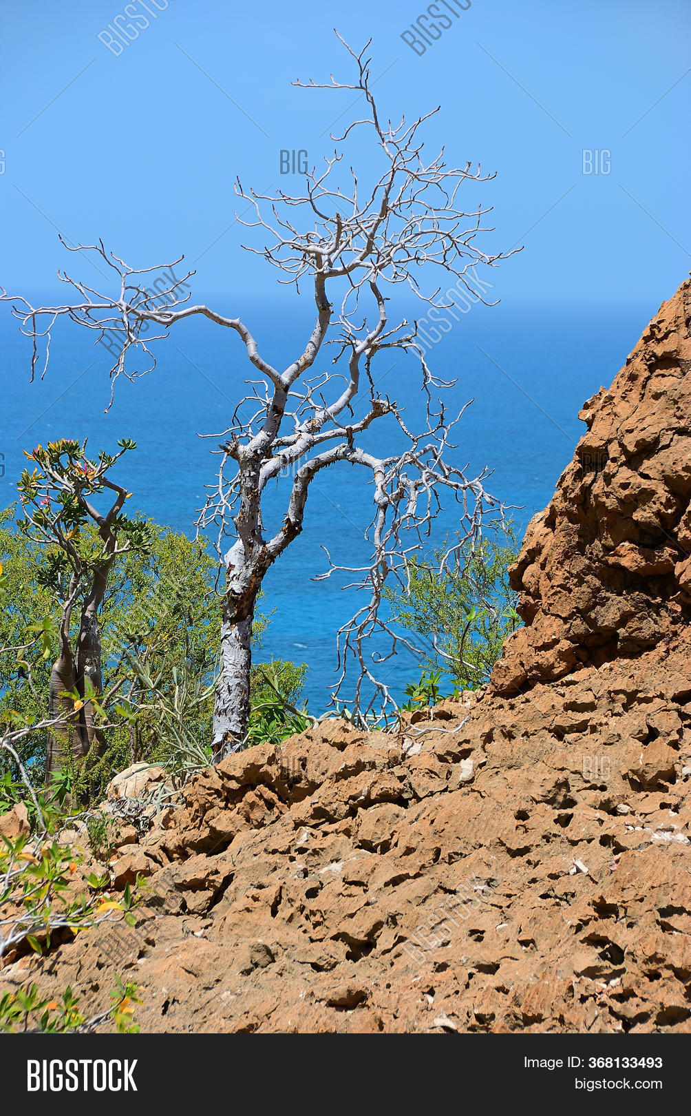 Socotra Scenery. Image & Photo (Free Trial) | Bigstock