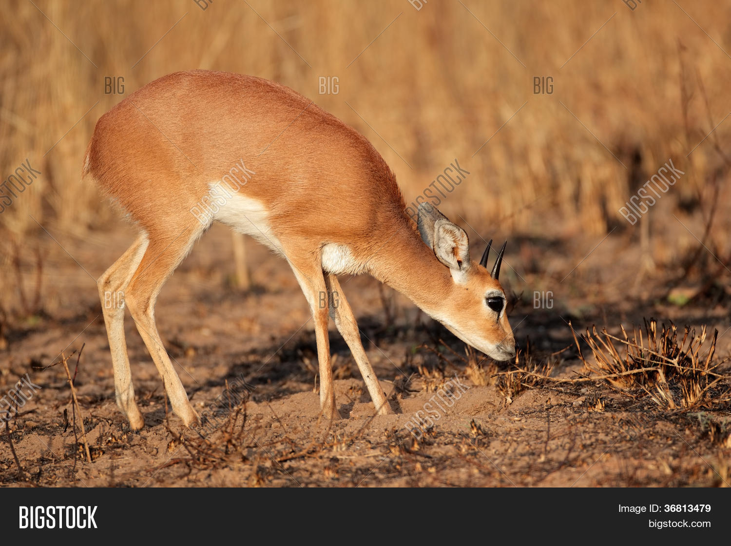Steenbok Antelope Image & Photo (Free Trial) | Bigstock