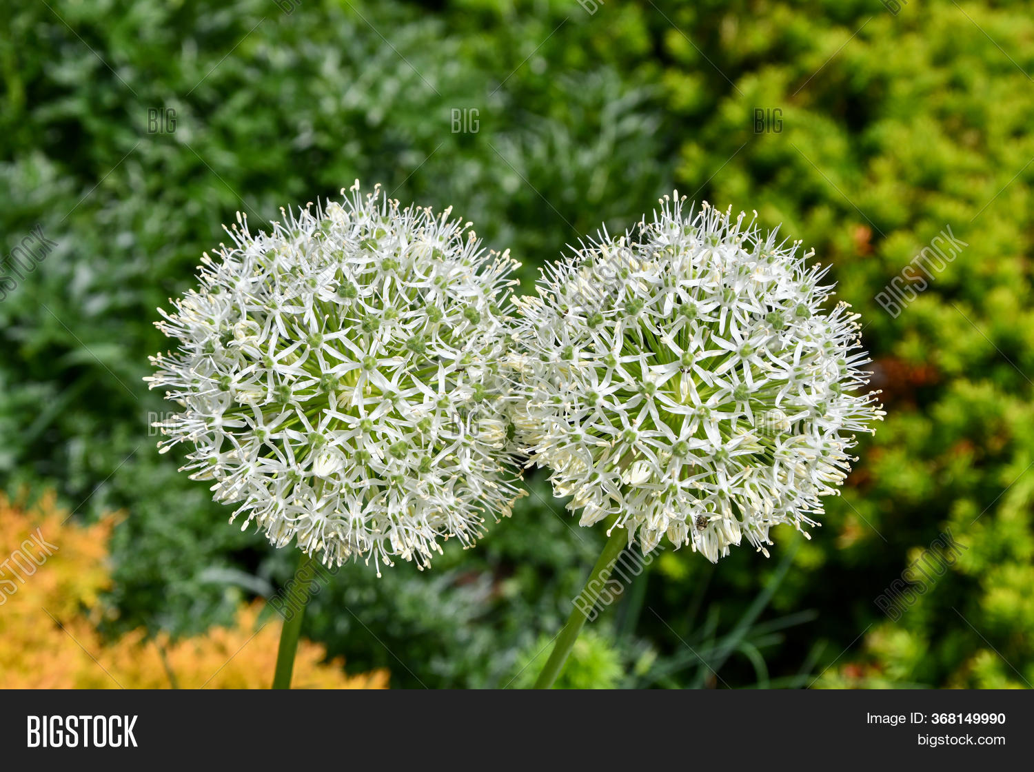 Two Flowering Allium Image & Photo (Free Trial) | Bigstock