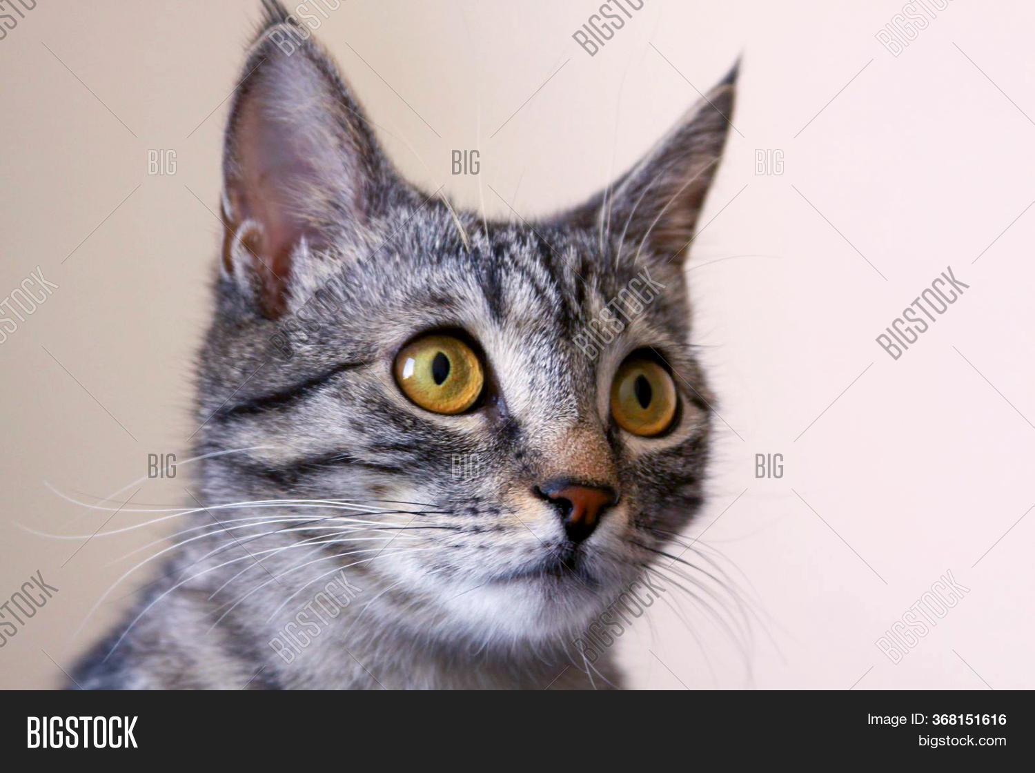 Grey Cat Fixed Stare Image & Photo (Free Trial) | Bigstock