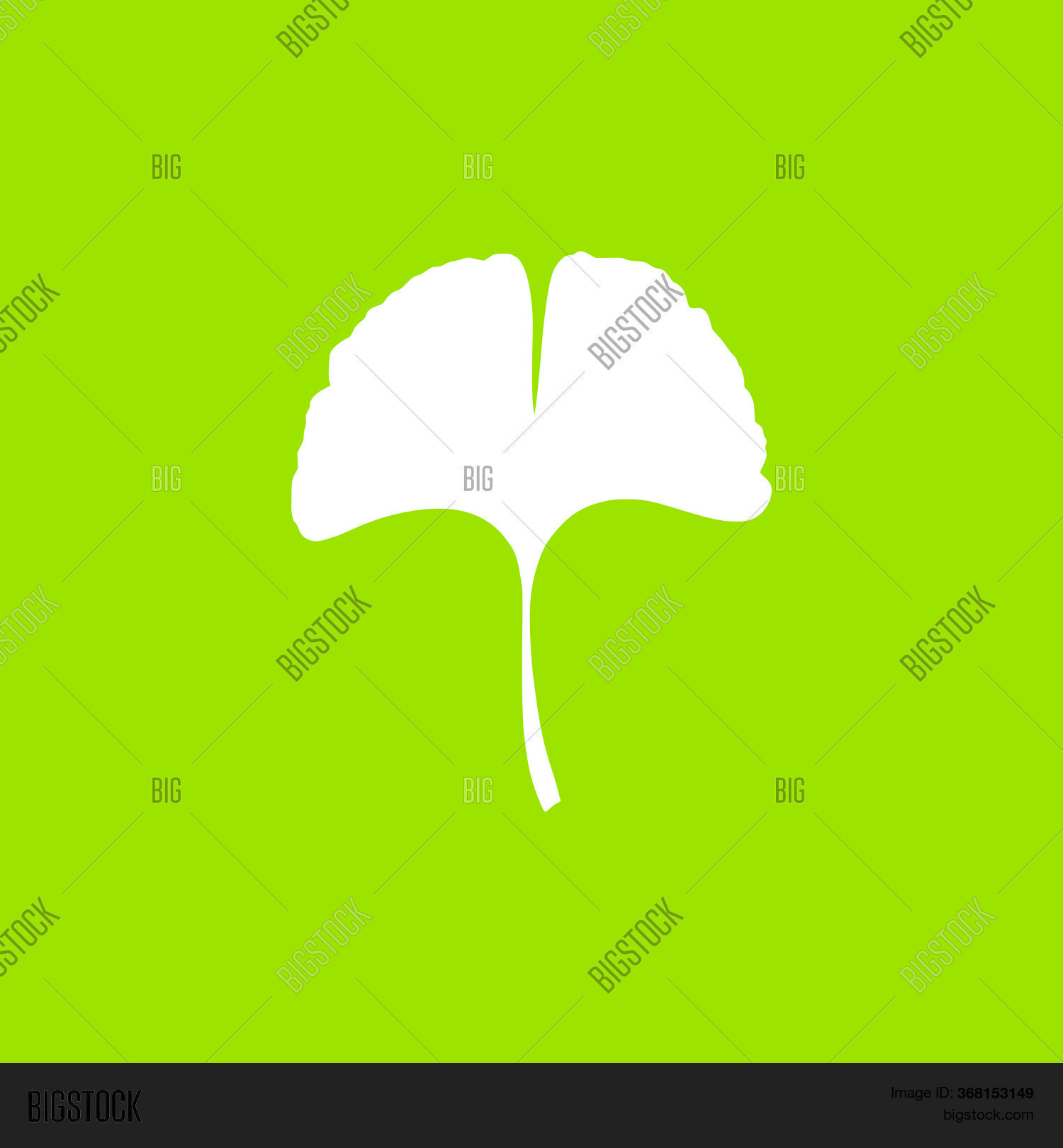 Ginkgo Gingko Biloba Vector & Photo (Free Trial) | Bigstock