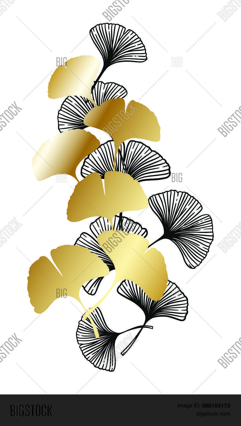 Ginkgo Gingko Biloba Vector & Photo (Free Trial) | Bigstock