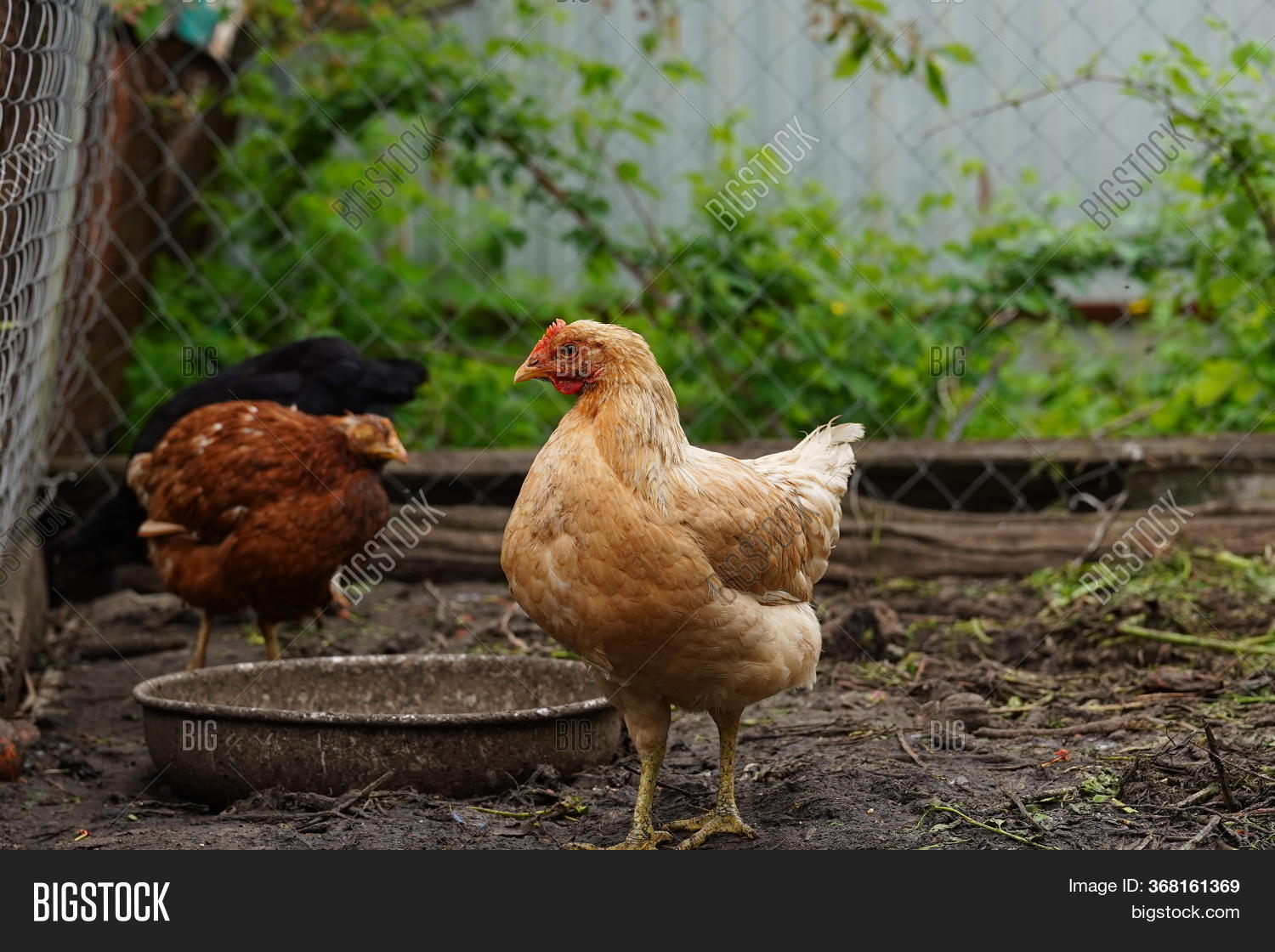 Chicken Standing On Image & Photo (Free Trial) | Bigstock