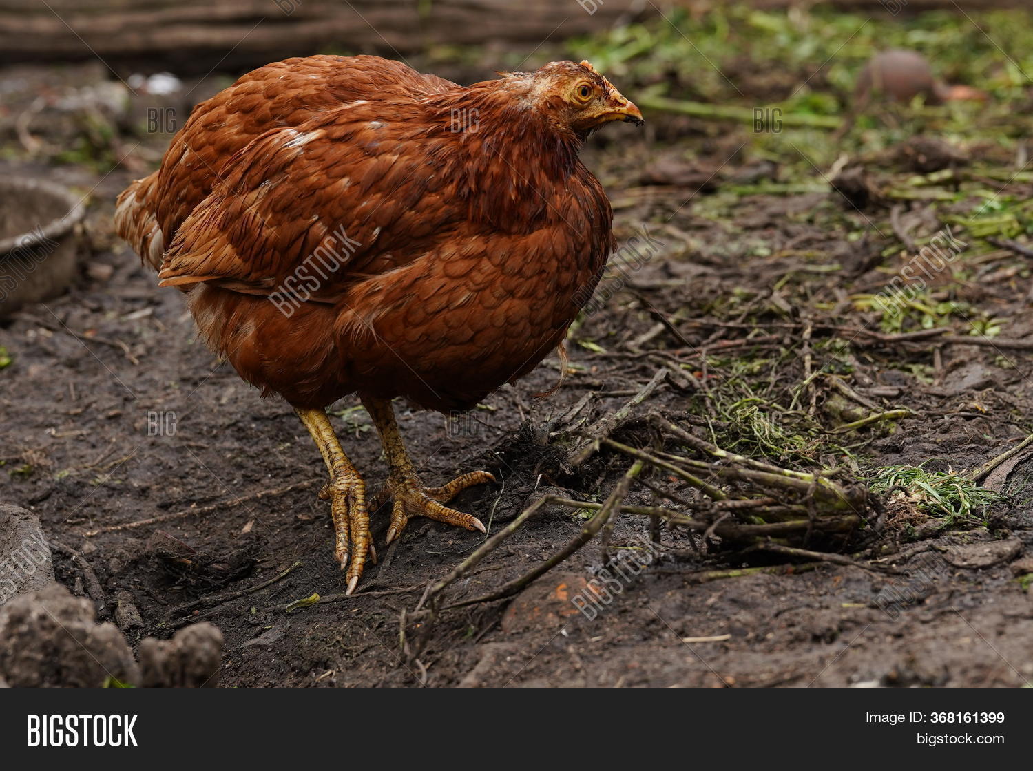 Chicken Standing On Image & Photo (Free Trial) | Bigstock