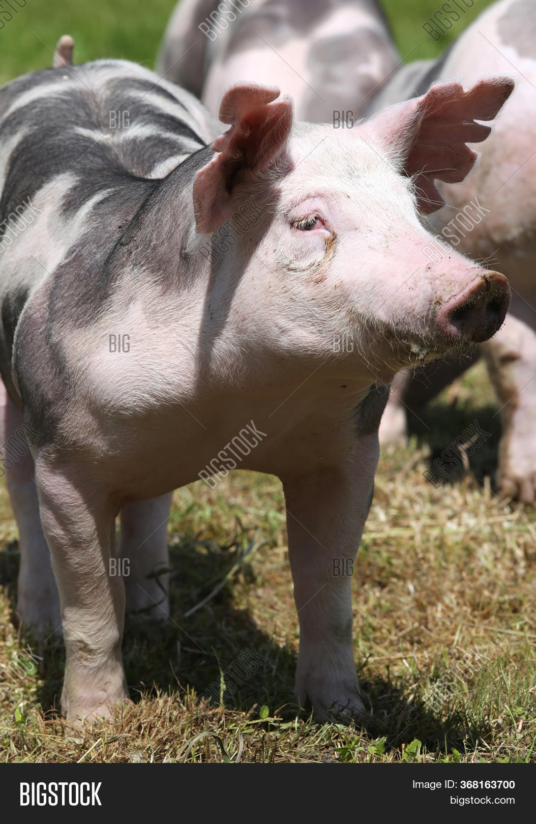 Multicolored Spotted Image & Photo (Free Trial) | Bigstock