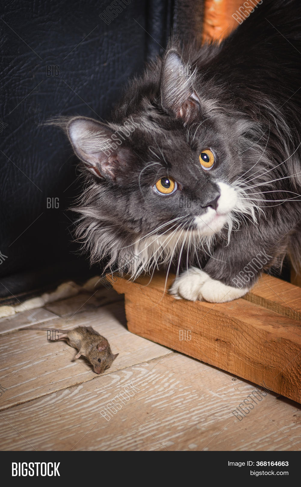 Gray Thoroughbred Cat Image & Photo (Free Trial) | Bigstock