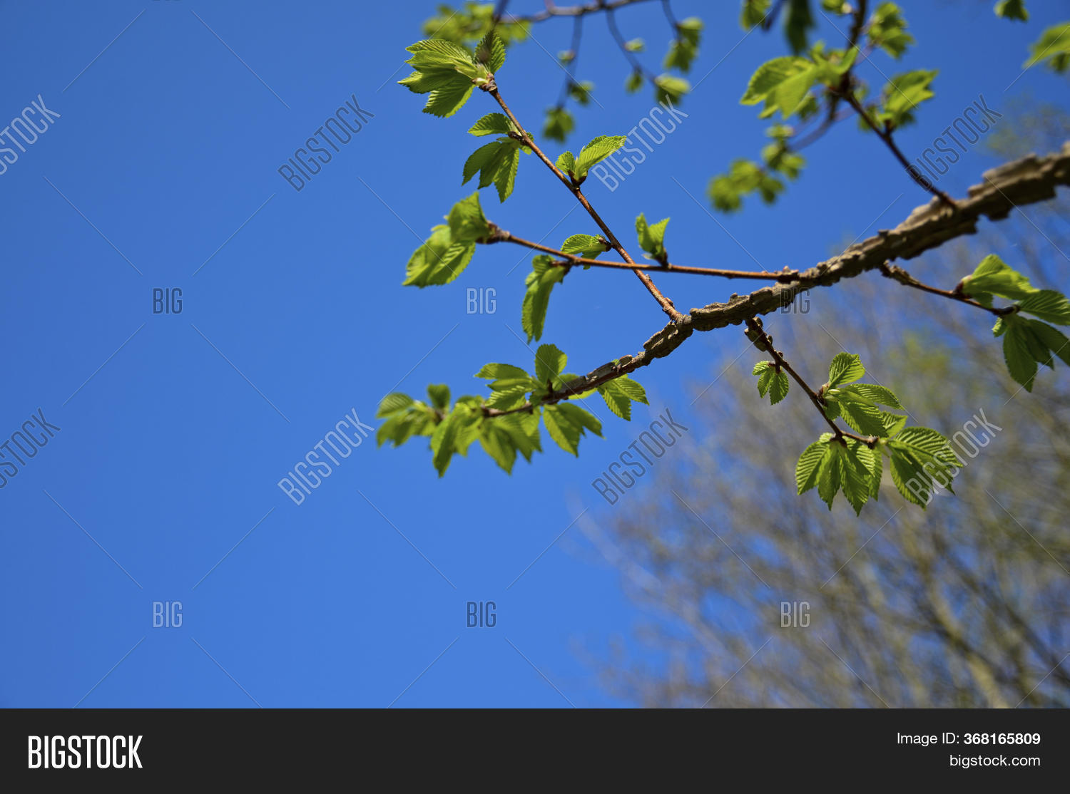 Awakening Nature Image & Photo (Free Trial) | Bigstock