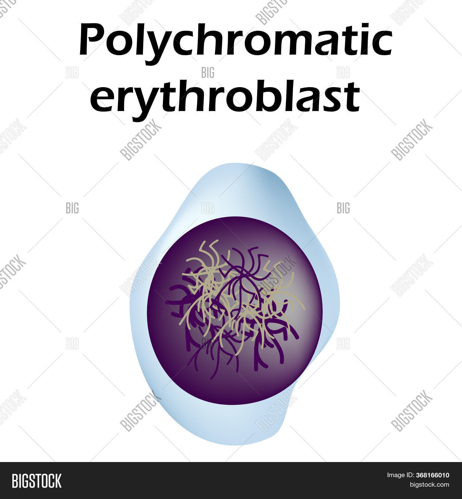 Structure Erythrocyte Image & Photo (Free Trial) | Bigstock