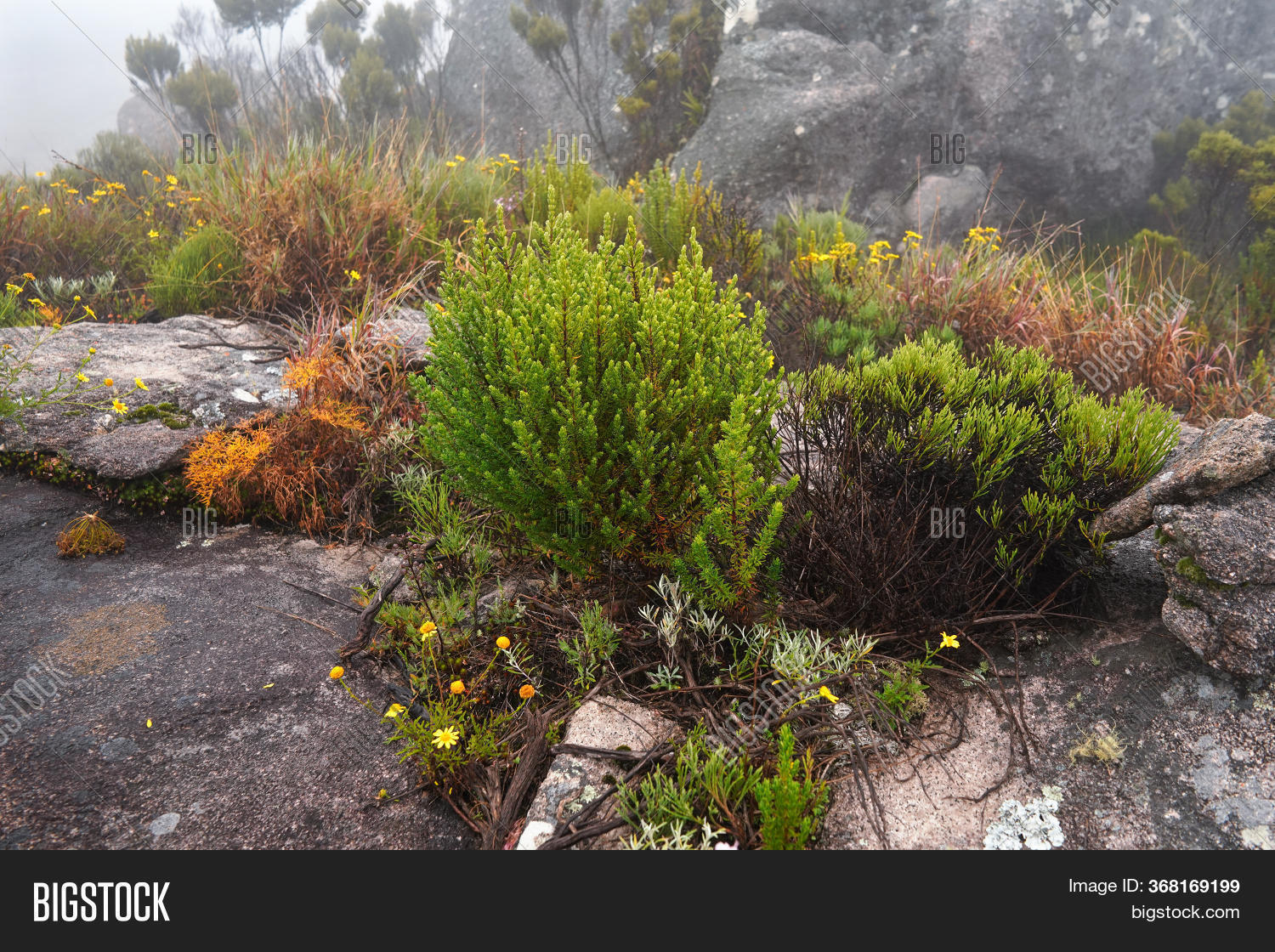 Local Flora - Grass, Image & Photo (Free Trial) | Bigstock