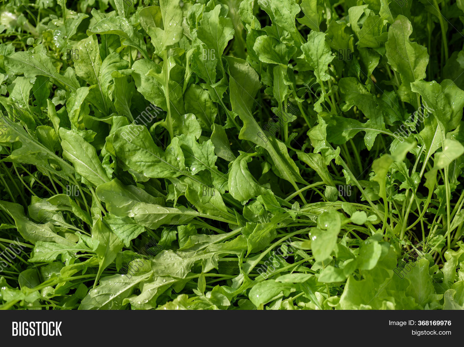 Young, Green Rucola Image & Photo (Free Trial) | Bigstock