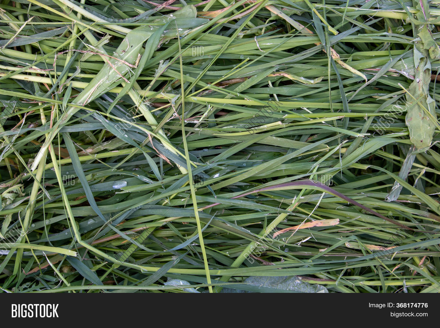 Fresh Hay Texture Image & Photo (Free Trial) | Bigstock