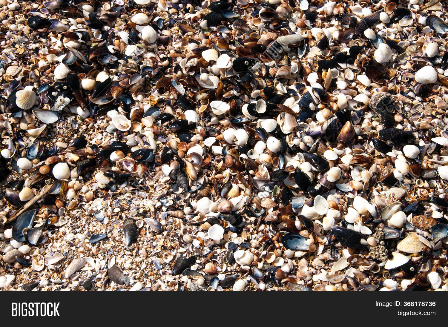 Barnacles Shells On Image & Photo (Free Trial) | Bigstock