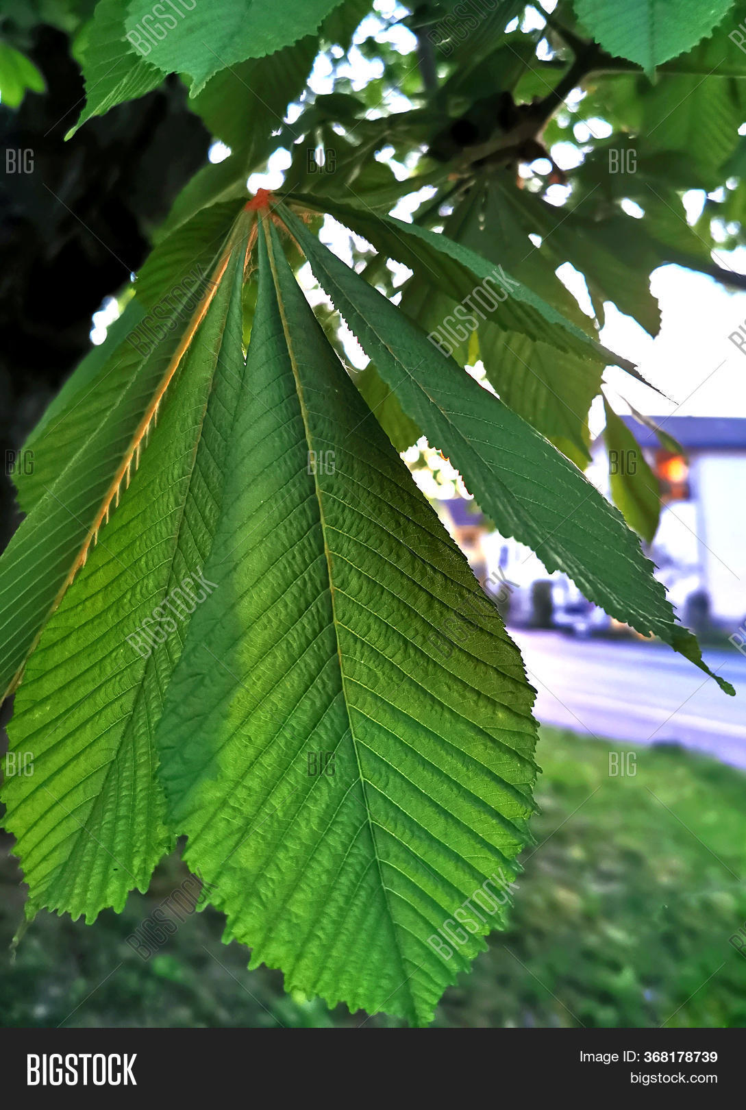 Chesnut Leaves Closeup Image & Photo (Free Trial) | Bigstock