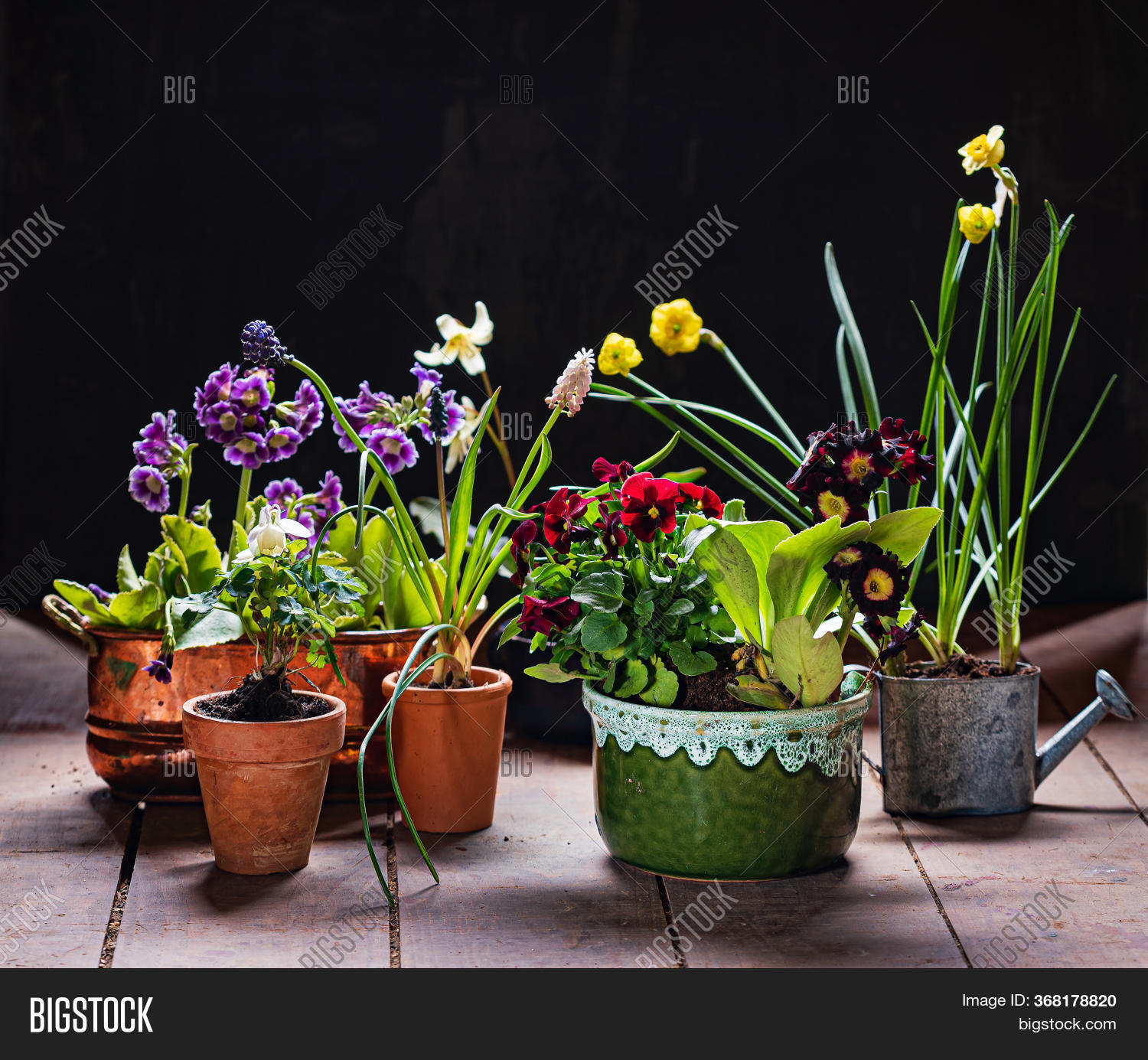 Spring Flowers Pots Image & Photo (Free Trial) | Bigstock