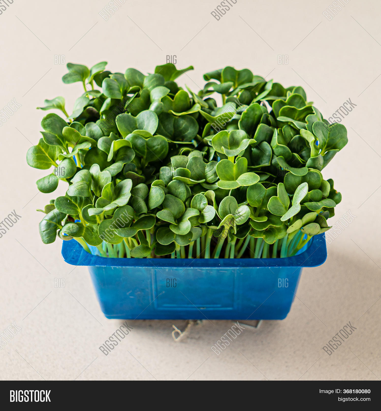 Fresh Microgreens Box Image & Photo (Free Trial) | Bigstock