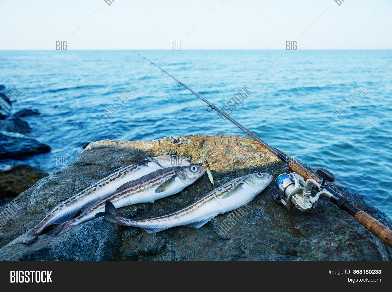 Caught Pollock Fish Image & Photo (Free Trial) | Bigstock