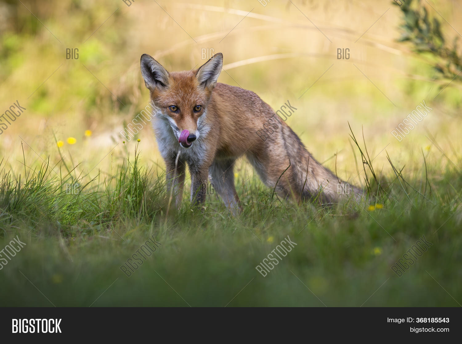 Alert Red Fox Licking Image & Photo (Free Trial) | Bigstock