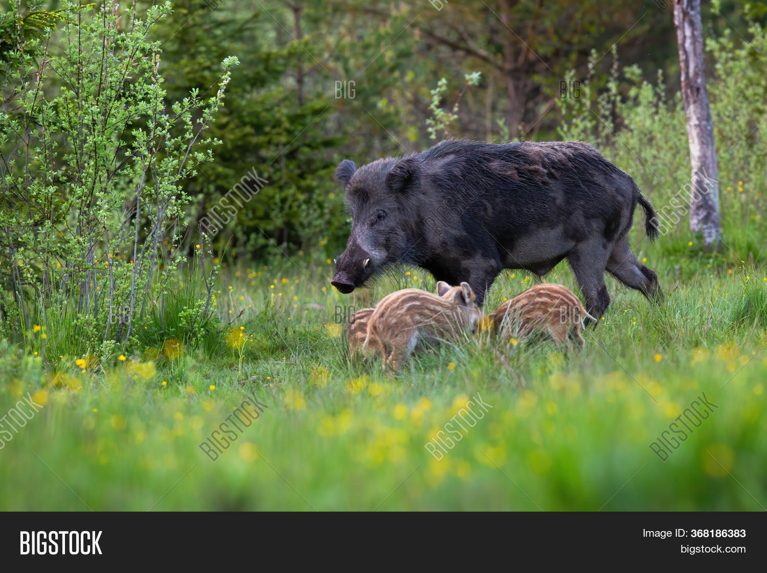 Male Wild Boar White Image & Photo (Free Trial) | Bigstock