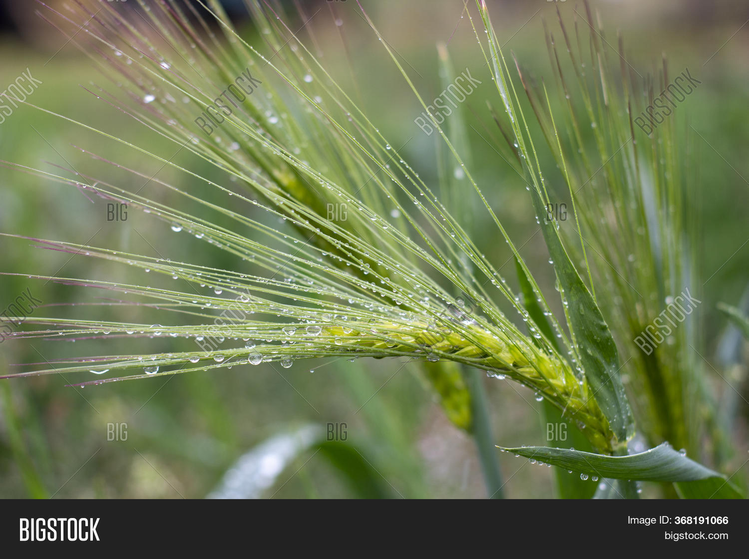 Spikelet Barley On Image & Photo (Free Trial) | Bigstock