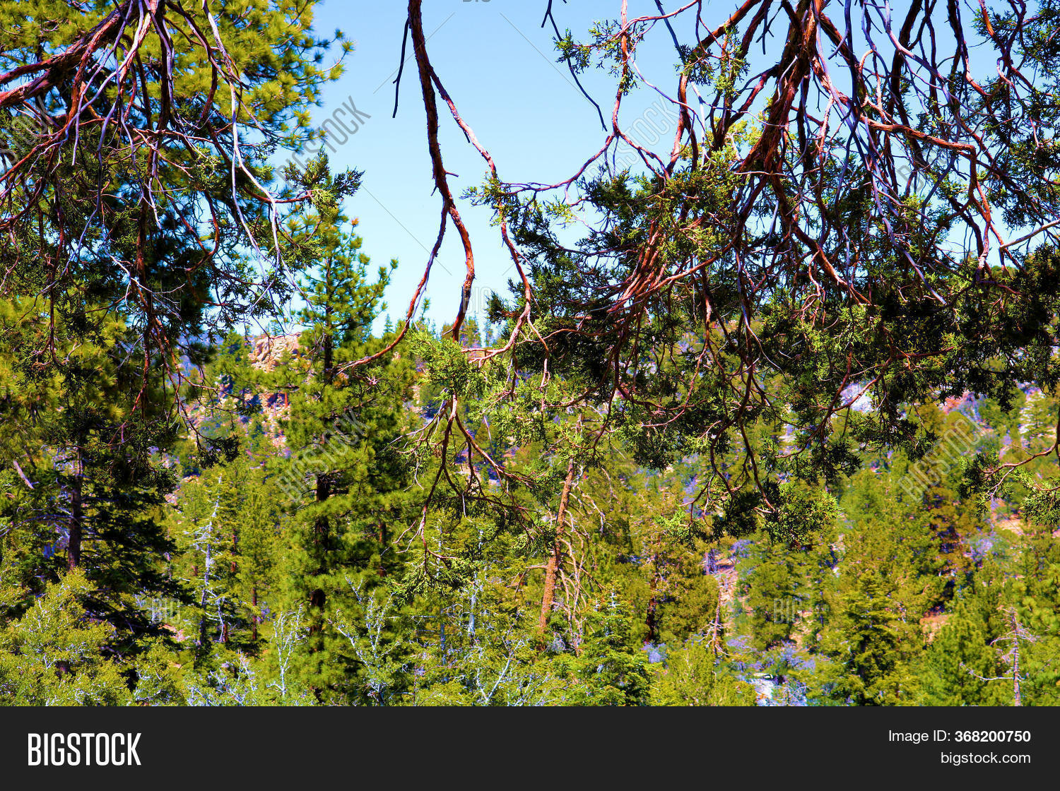 Cedar Tree Branches Image & Photo (Free Trial) | Bigstock