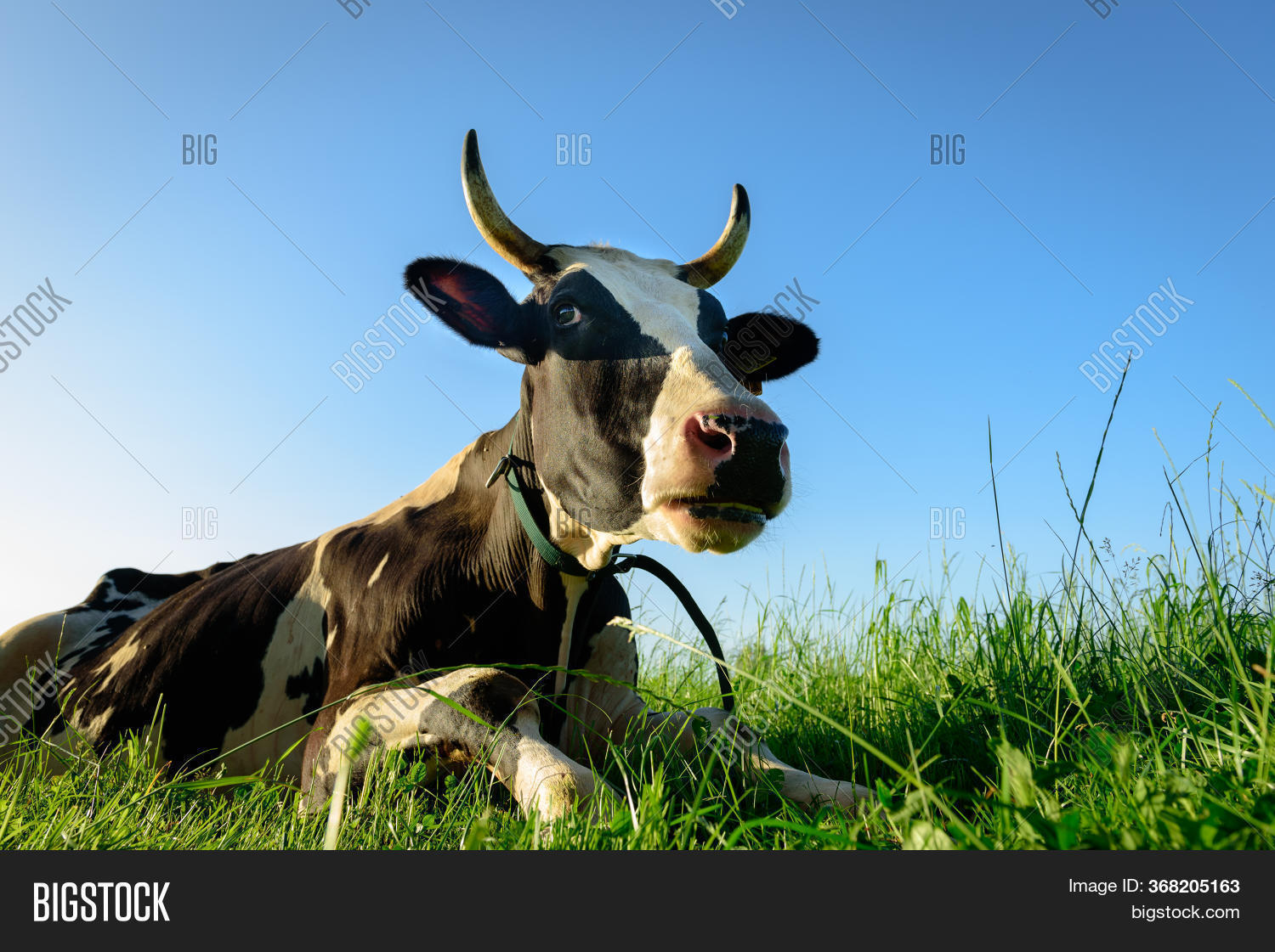 Dairy Cow Crouching On Image & Photo (Free Trial) | Bigstock