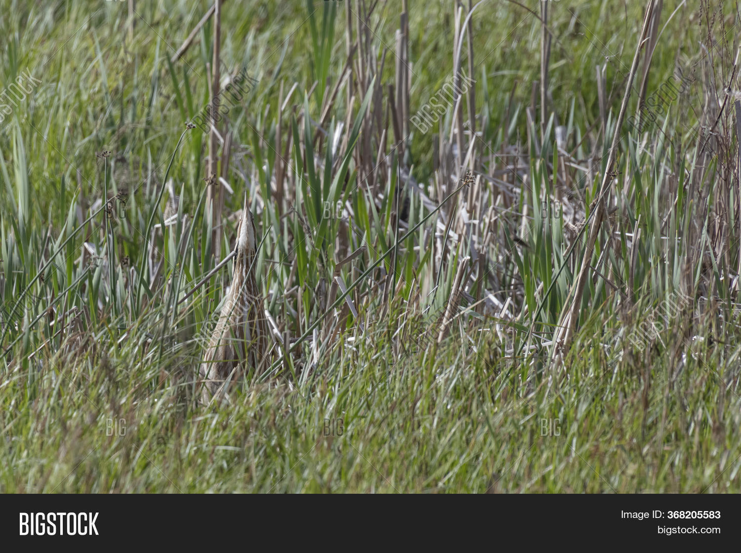 American Bittern Image & Photo (Free Trial) | Bigstock