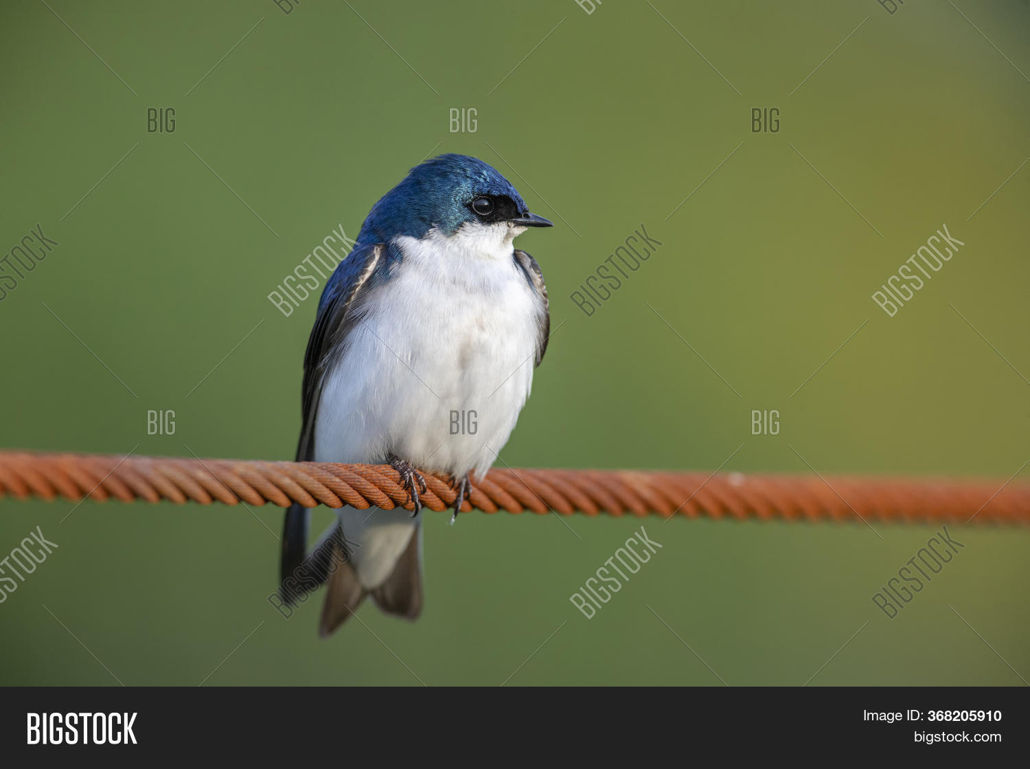 Tree Swallow Bird Image & Photo (Free Trial) | Bigstock