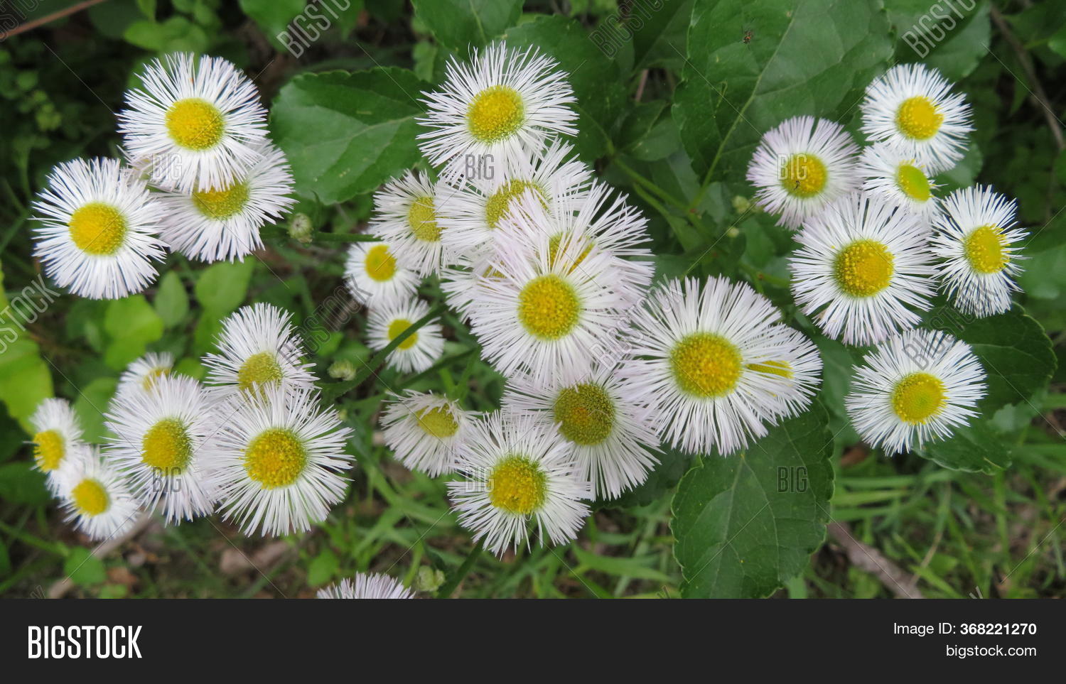 Common Fleabane Image & Photo (Free Trial) | Bigstock
