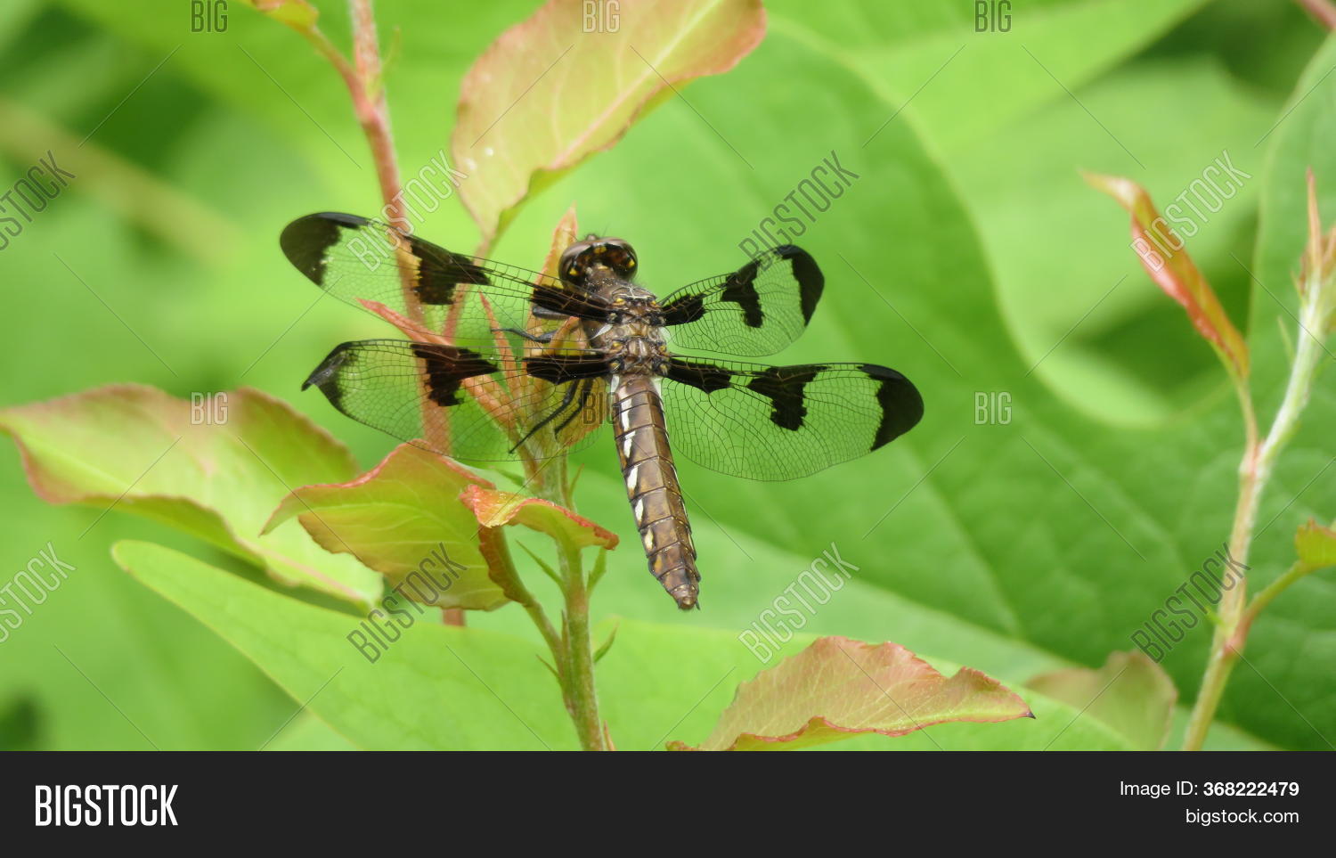 Adult Female Common Image & Photo (Free Trial) | Bigstock
