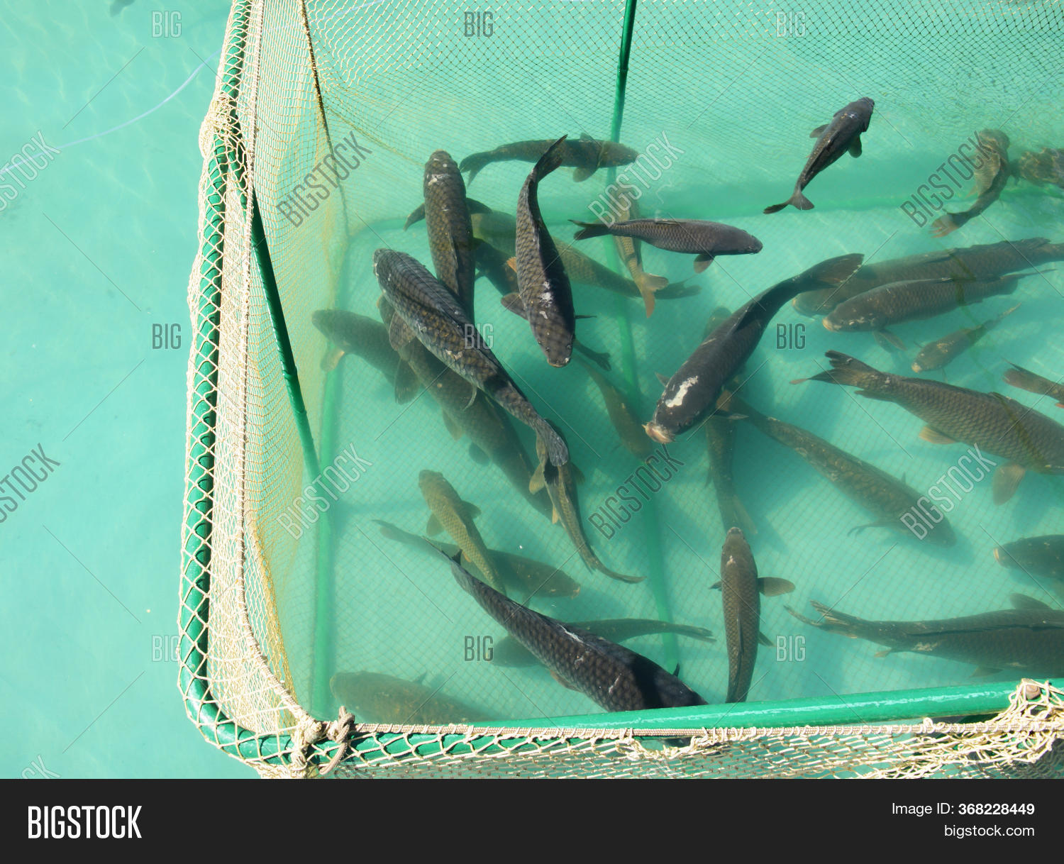 Aquaculture Production Image & Photo (Free Trial) | Bigstock