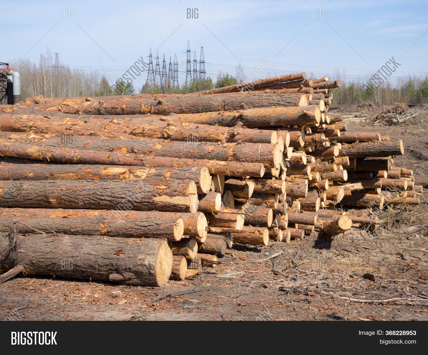 Sawn Pine Logs On Image & Photo (Free Trial) | Bigstock