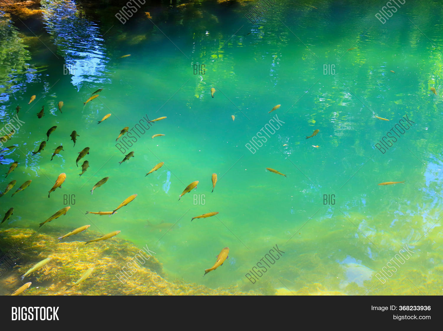 Little Fish Swim Clean Image & Photo (Free Trial) | Bigstock