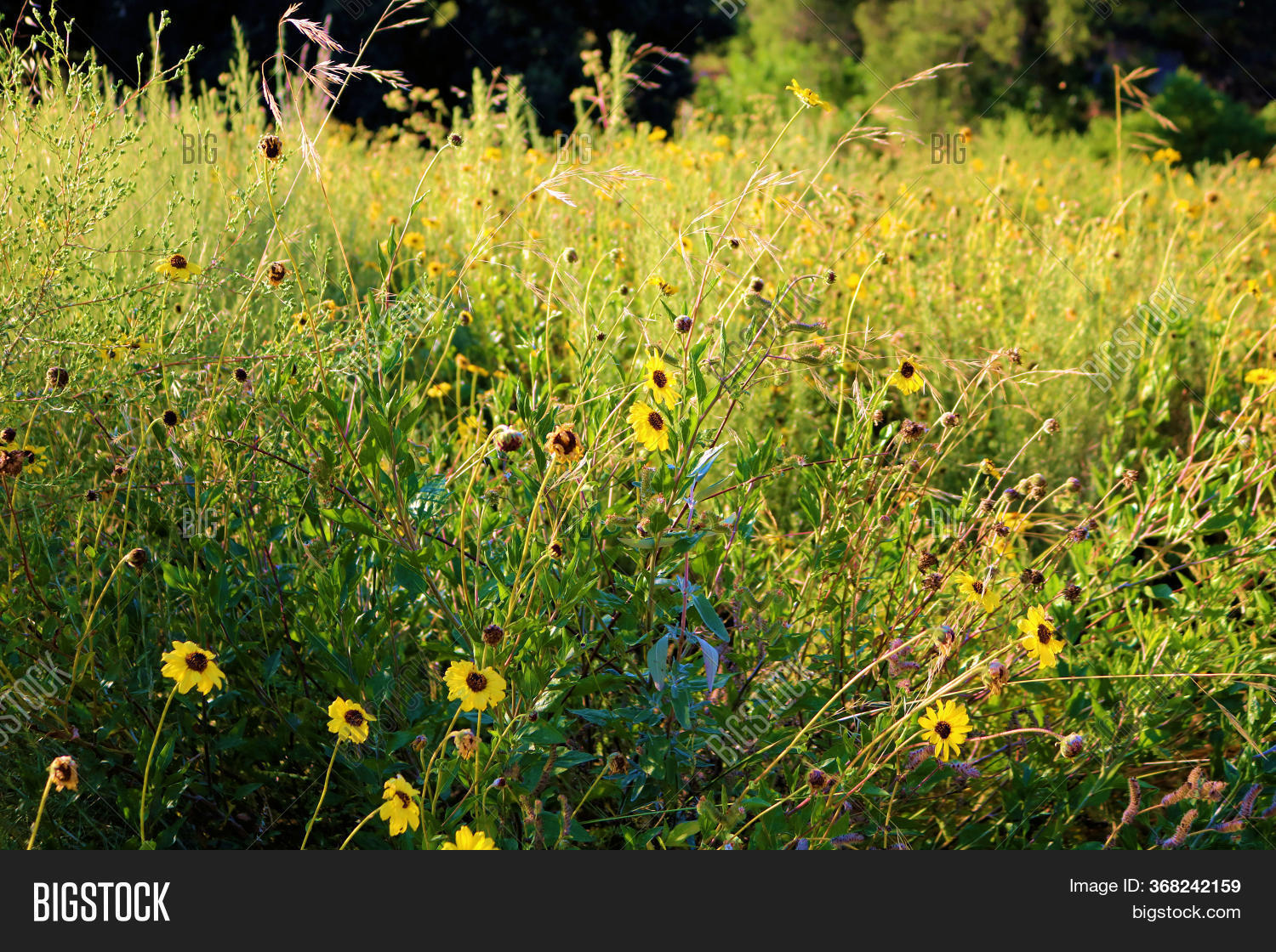 Lush Green Field Image & Photo (Free Trial) | Bigstock