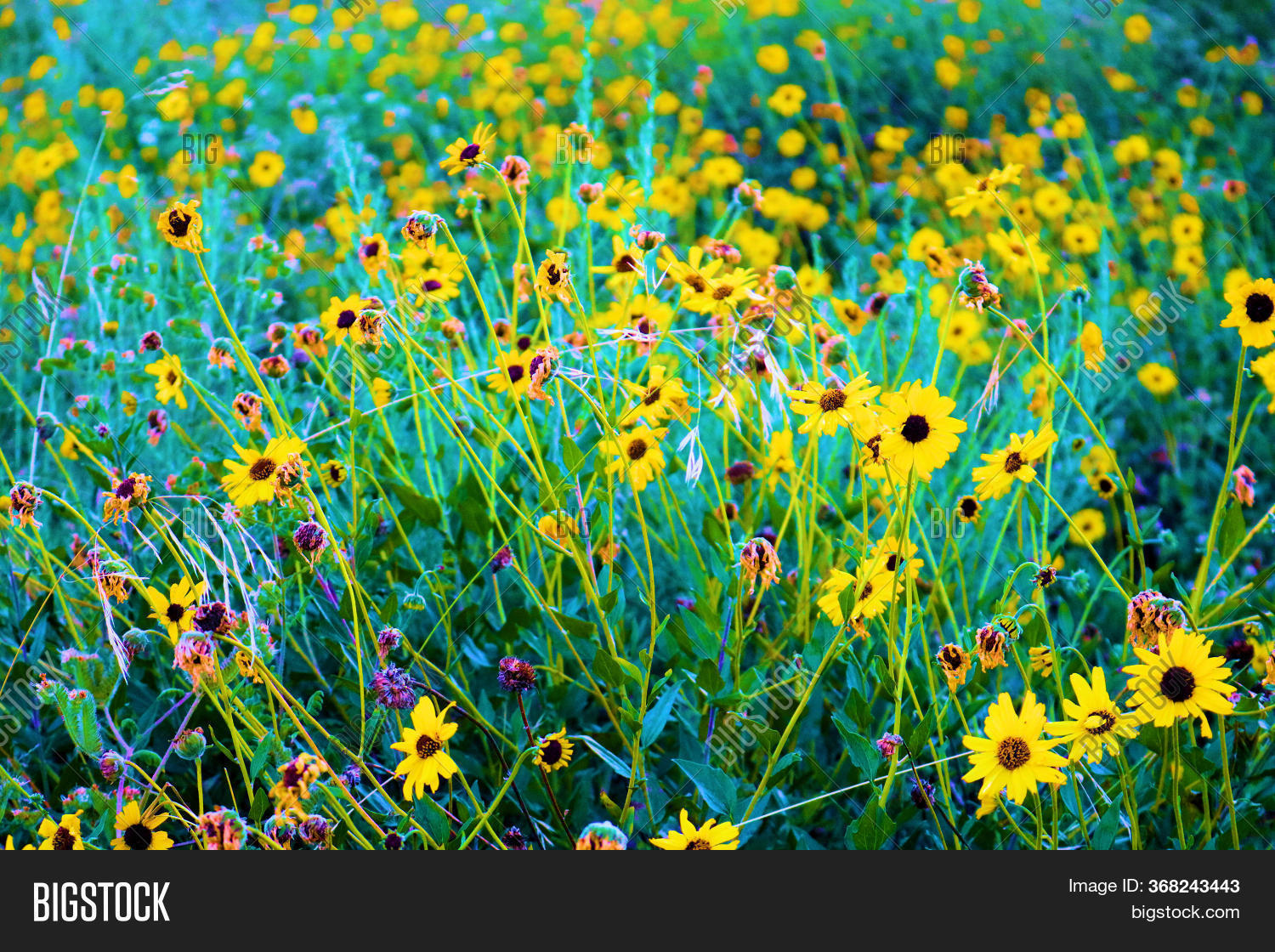 Lush Green Field Image & Photo (Free Trial) | Bigstock