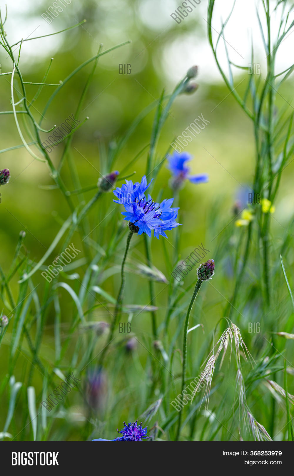 Blue Cornflowers Field Image & Photo (Free Trial) | Bigstock