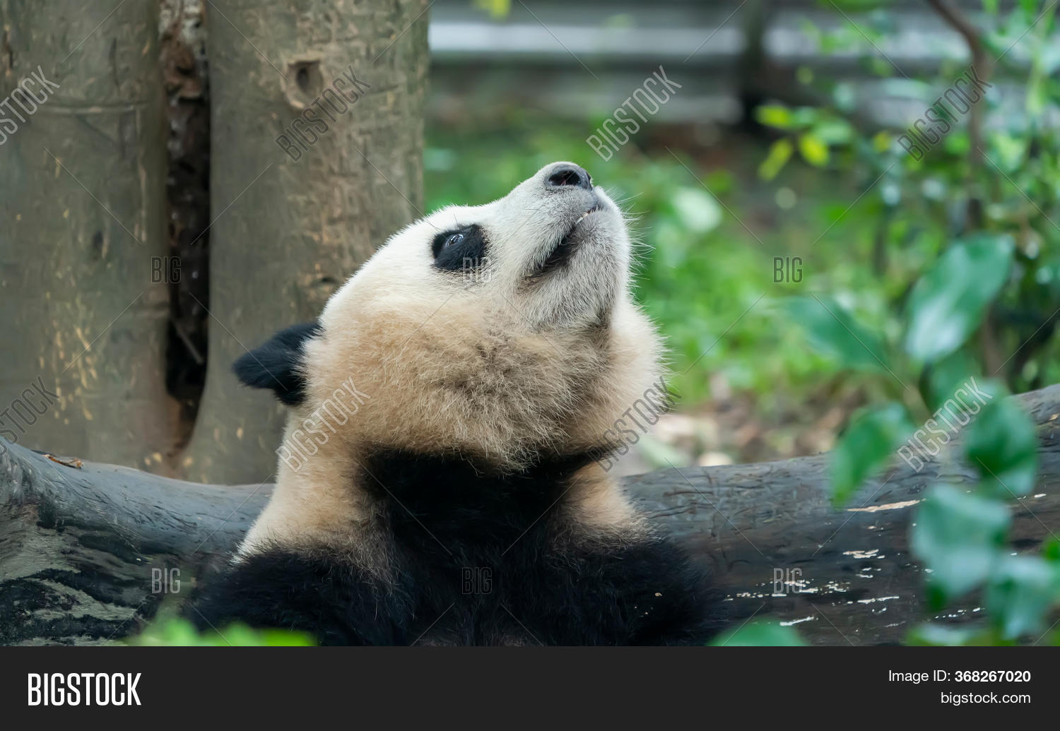 Portrait Panda Bear Image & Photo (Free Trial) | Bigstock