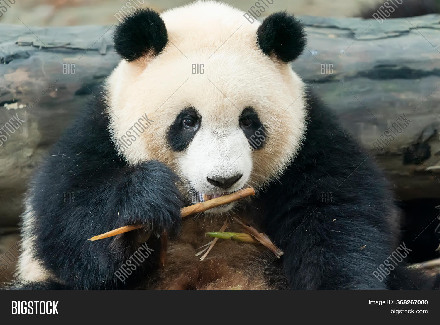 Panda Eating Shoots Image & Photo (Free Trial) | Bigstock