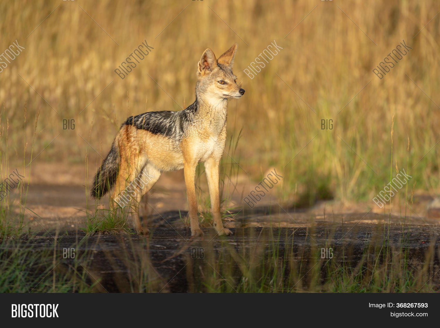 Black-backed Jackal Image & Photo (Free Trial) | Bigstock