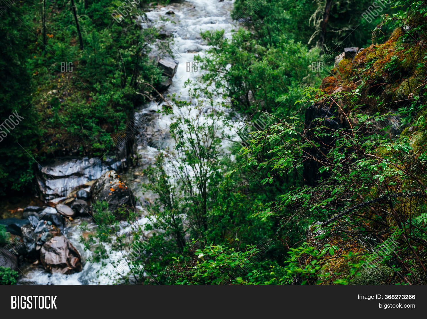 Vivid Scenery Forest Image & Photo (Free Trial) | Bigstock