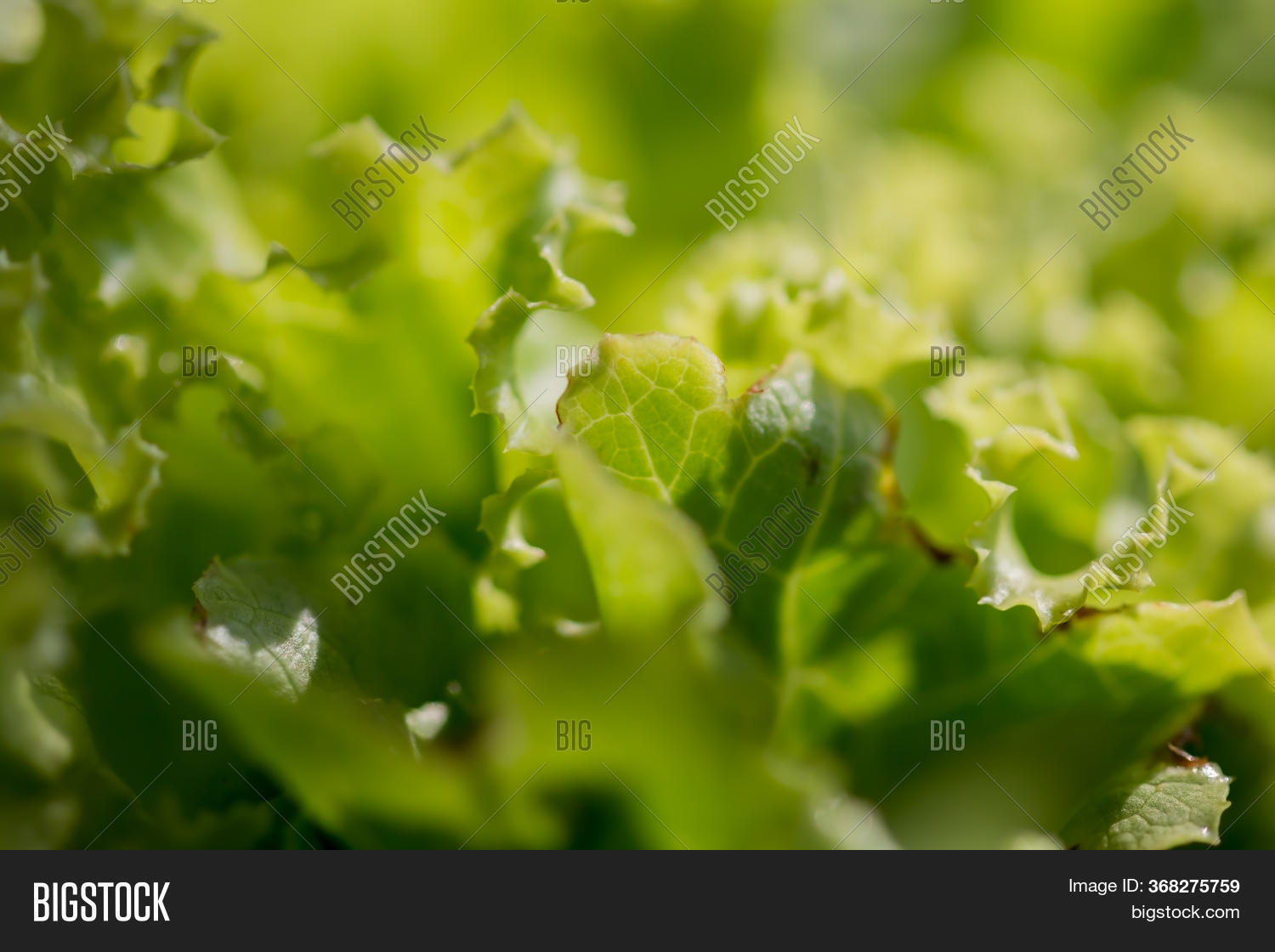 Some Details Lactuca Image & Photo (Free Trial) | Bigstock