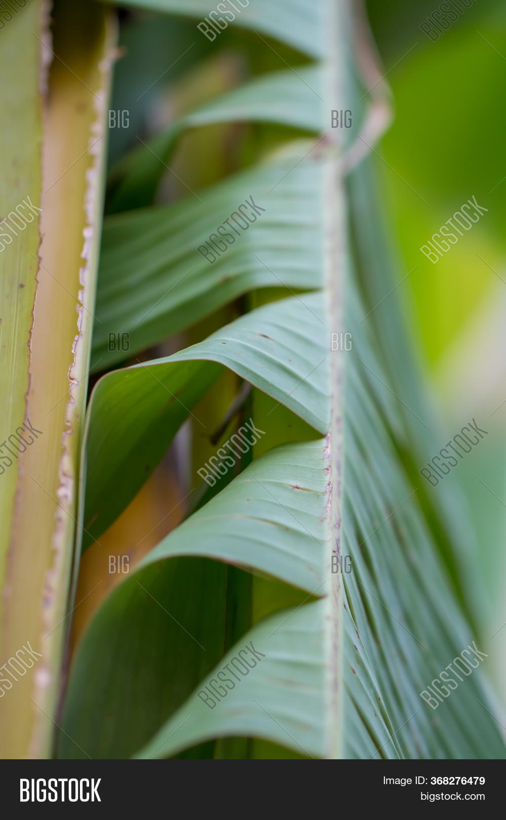 Close View Above. Image & Photo (Free Trial) | Bigstock