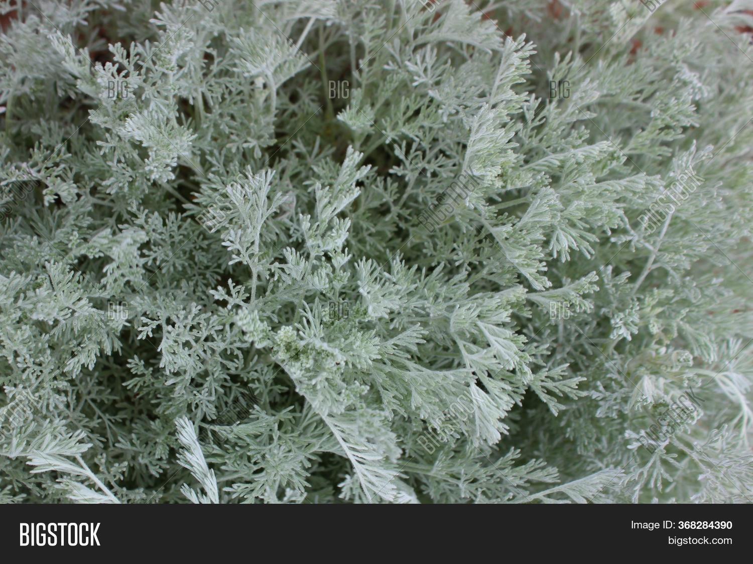 Gray Grass Close-. Image & Photo (Free Trial) | Bigstock